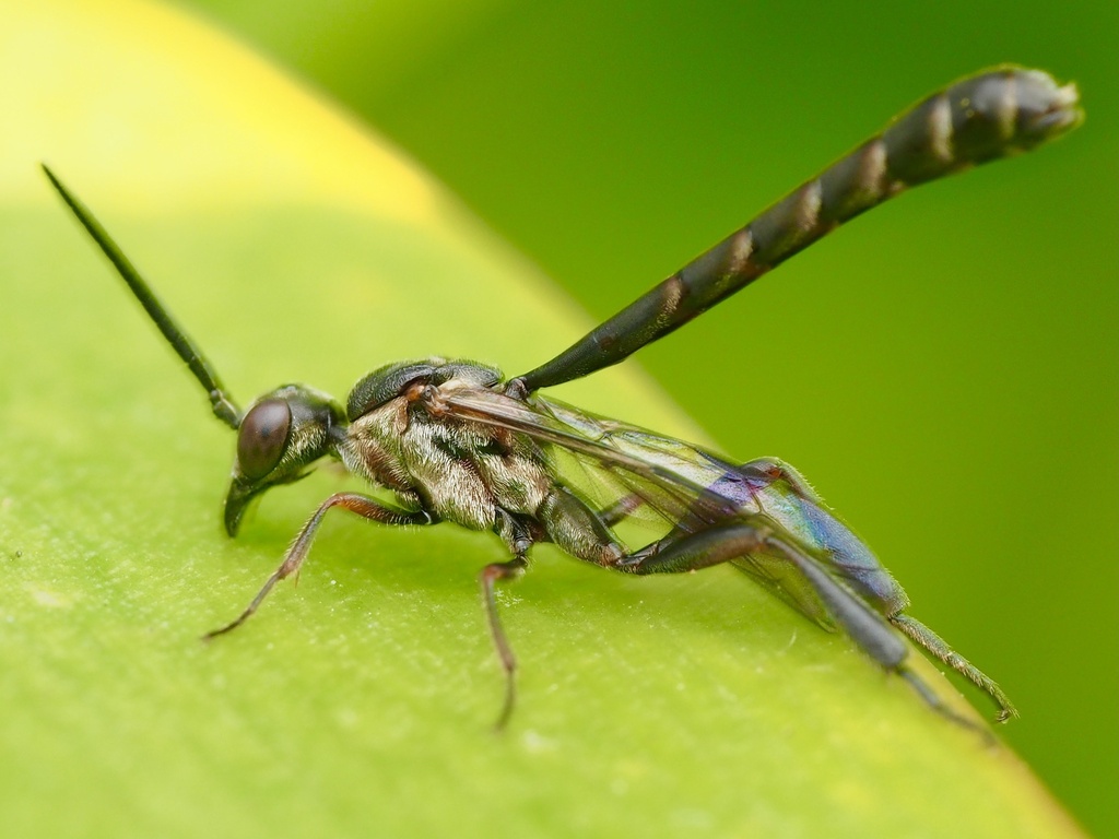 Pseudofoenus crassipes from North Island, Kaeo, Northland, NZ on ...