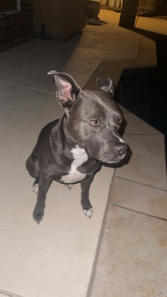 Domestic Dog from Todd Hunter Dr, Corpus Christi, TX, US on December 9 ...
