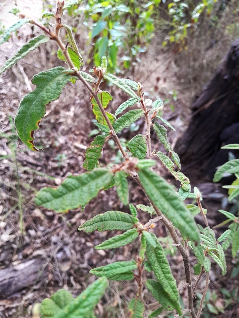 Commersonia breviseta from Wollemi National Park NSW 2756, Australia on ...
