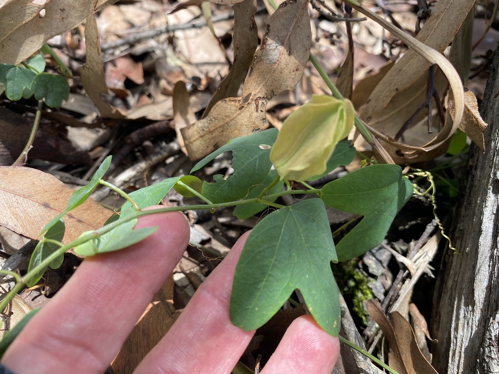 orangepetal passionflower from Koala Bushland Coordinated Conservation Area, Daisy Hill, QLD, AU ...