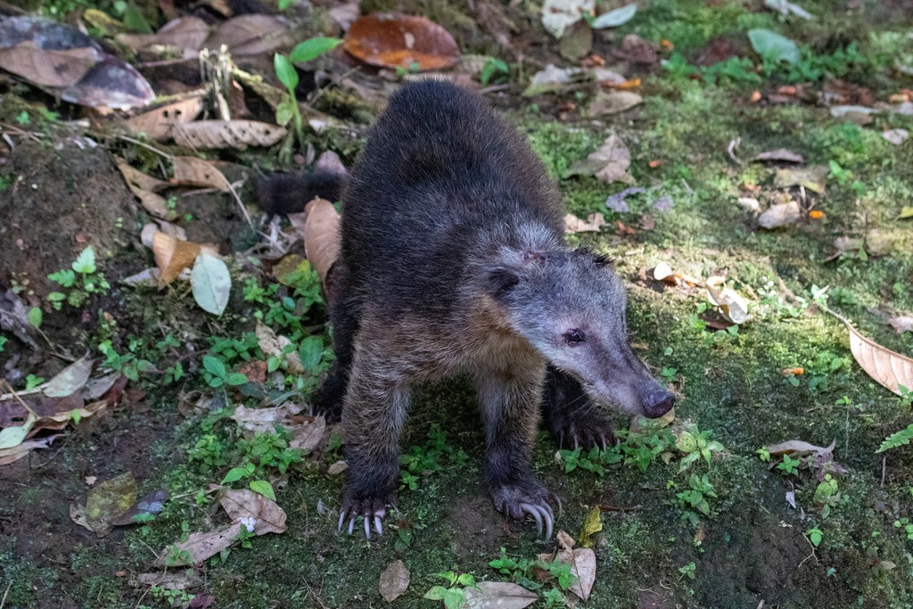 Mountain Coati in August 2022 by Julien Ueda · iNaturalist