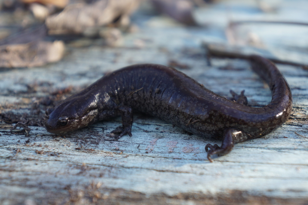 Small-mouthed Salamander from NW Green Oaks Blvd, Arlington, TX, US on ...