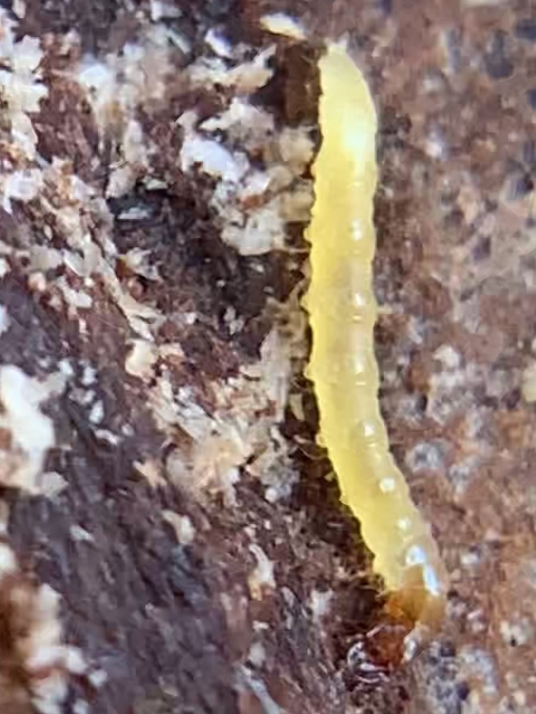 Insects from Alvin, TX, US on December 9, 2023 at 10:46 AM by Amanda ...