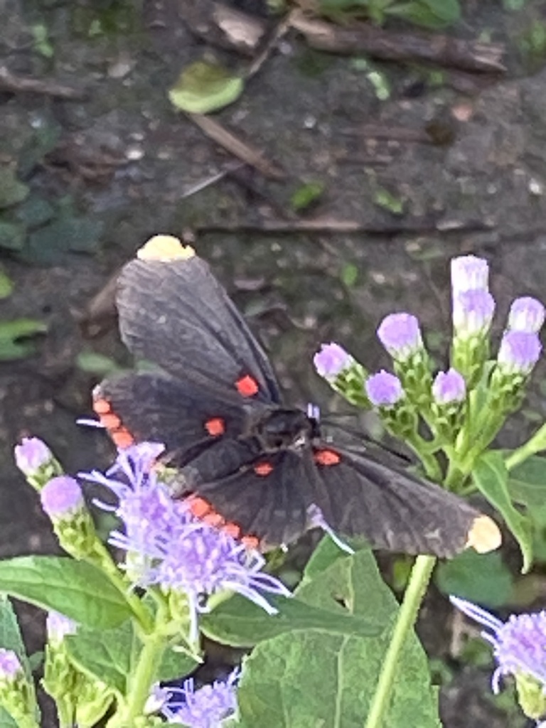 Red-bordered Pixie from New Carmen Ave, Brownsville, TX, US on December ...