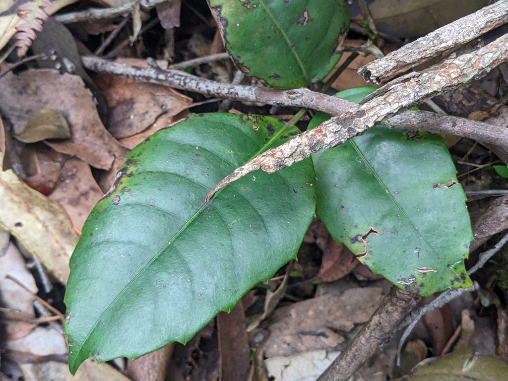 Native Grape from Nambucca, New South Wales, Australia on November 25 ...