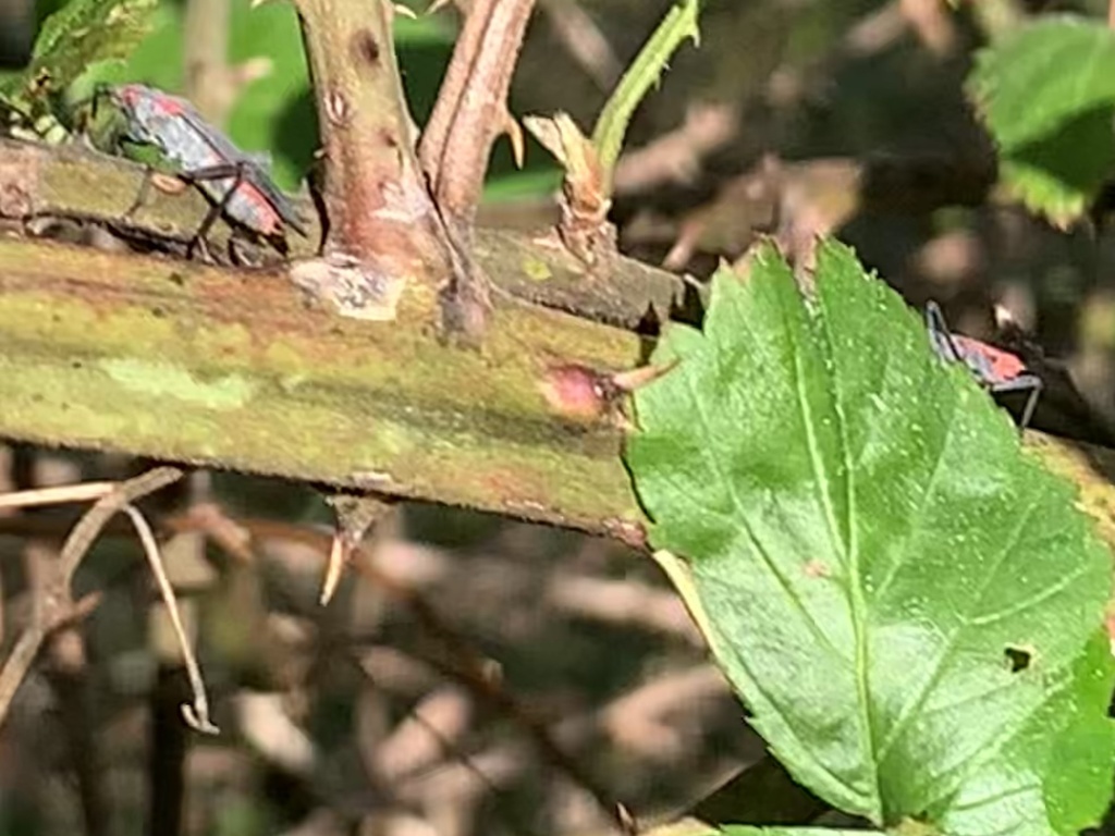 Red-shouldered Bug from Alvin, TX, US on December 9, 2023 at 10:29 AM ...