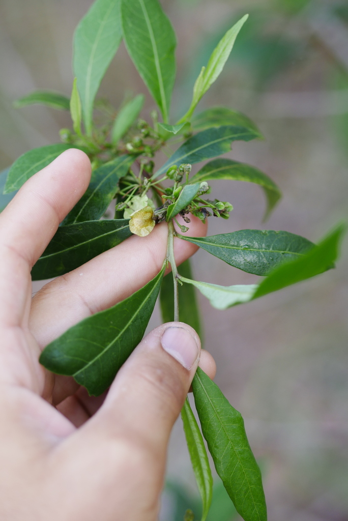 Common Hop Bush from Venman Bushland, Sheldon-Mt Cotton, Queensland ...