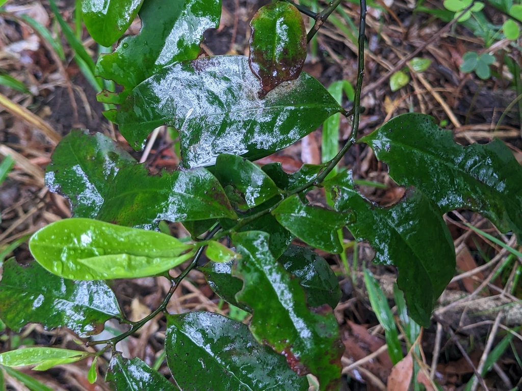 Bolwarra from Valla NSW 2448, Australia on November 25, 2023 at 04:41 ...