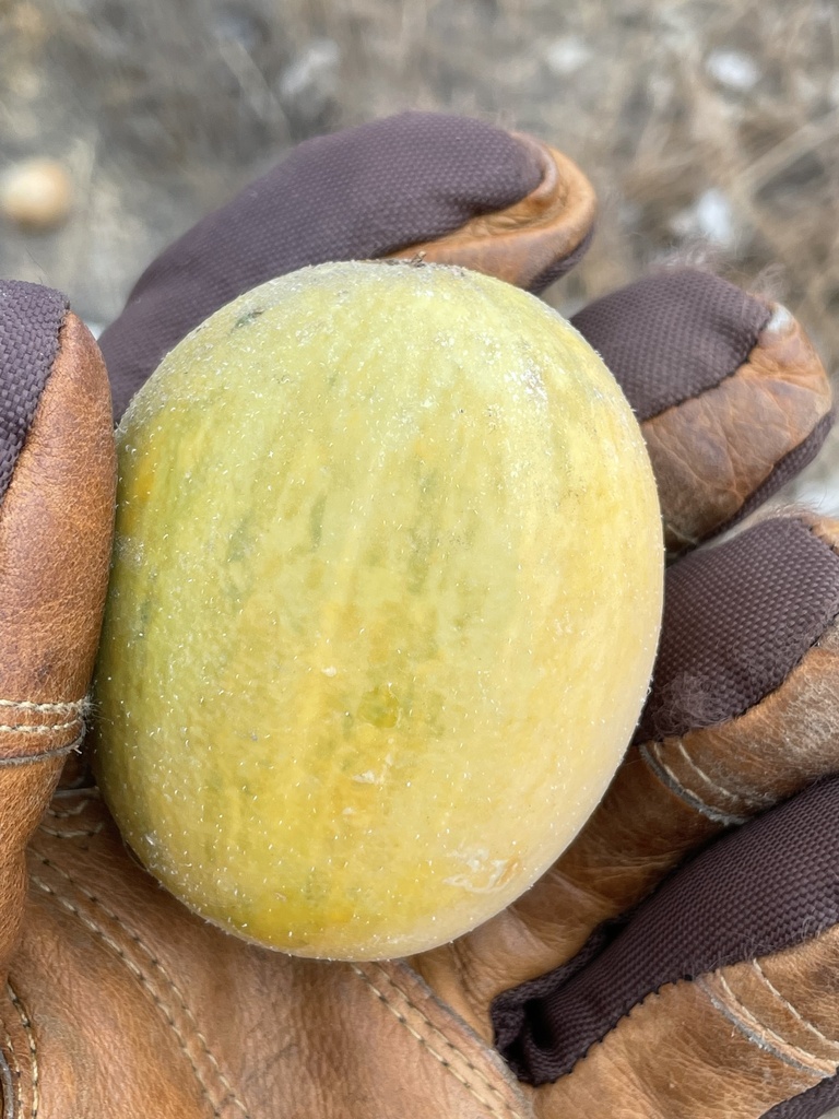Buffalo Gourd from Pexton Hwy, Boone, CO, US on December 8, 2023 at 10: ...