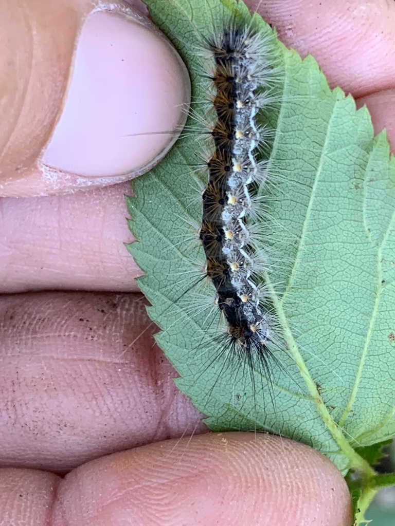 Fall Webworm Moth from Alvin, TX, US on December 9, 2023 at 10:26 AM by ...