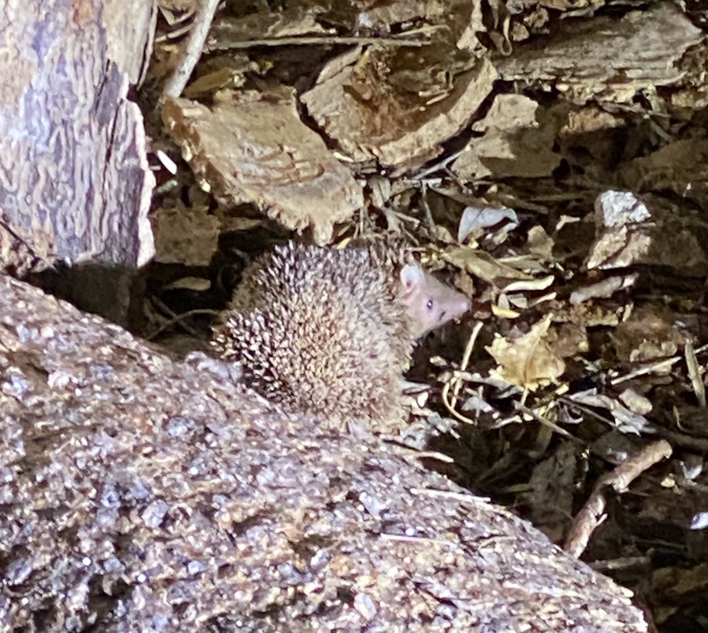 Lesser Hedgehog Tenrec from Toliary-II, Madagascar on November 8, 2023 ...