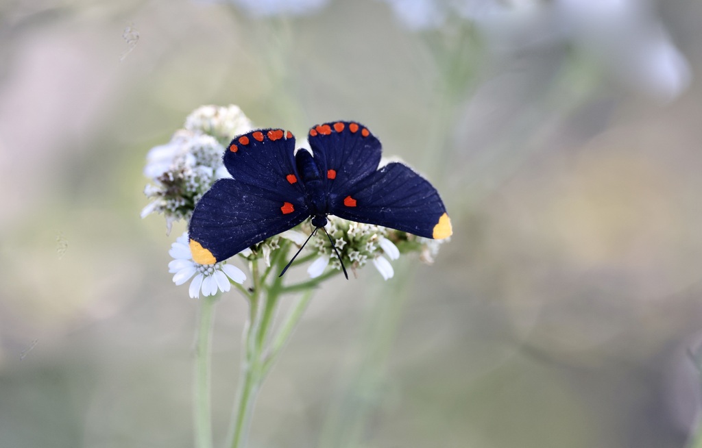 Red-bordered Pixie from Progreso Lakes, TX 78596, USA on December 9 ...