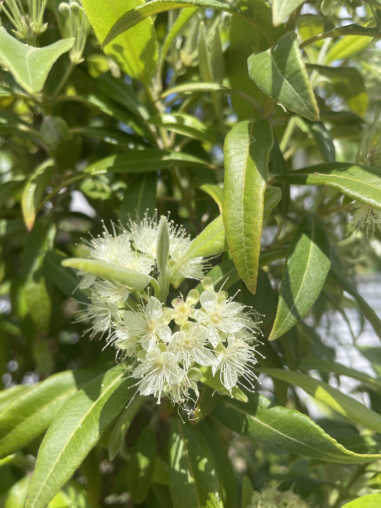 Lemon myrtle from Coreen St, Wynnum, QLD, AU on December 10, 2023 at 01 ...