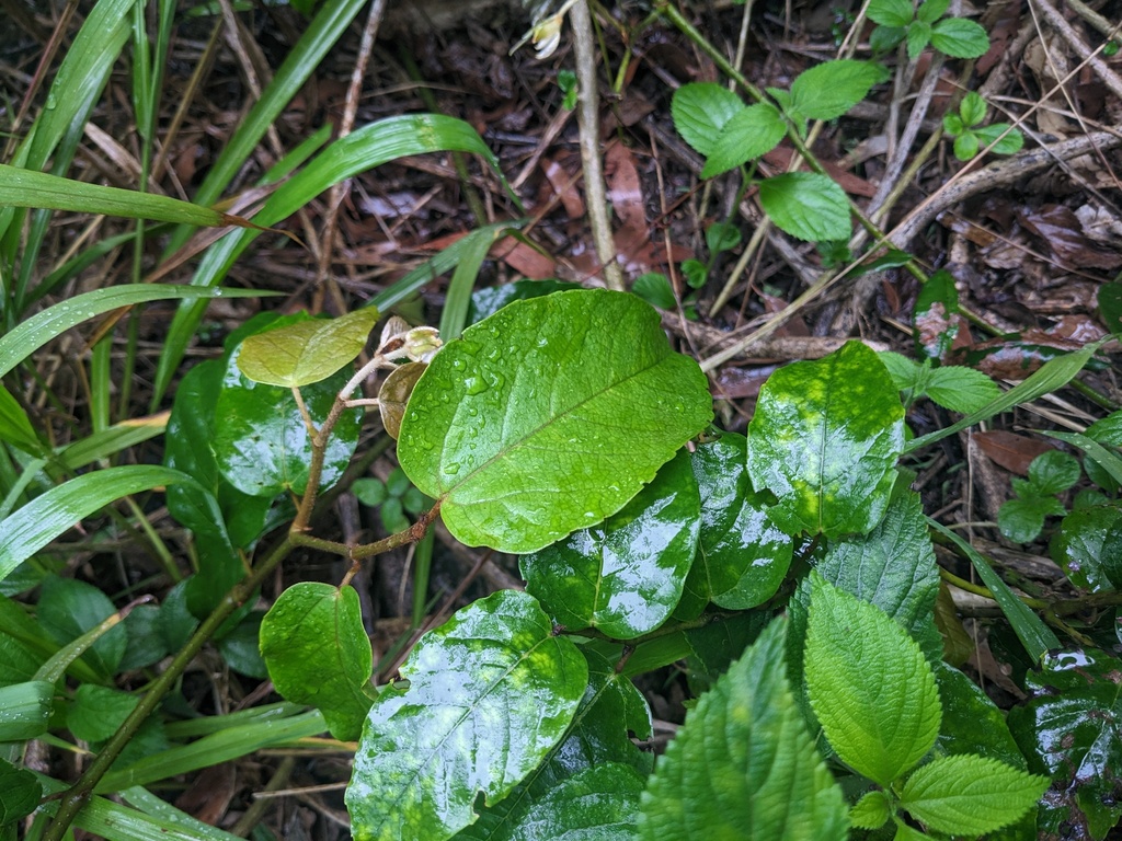 Kangaroo Vine from Nambucca, New South Wales, Australia on November 25 ...