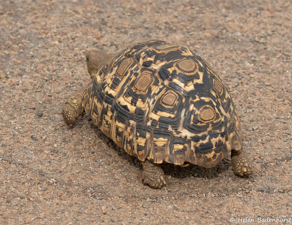 Leopard Tortoise from Pilanesberg National Park, South Africa on ...