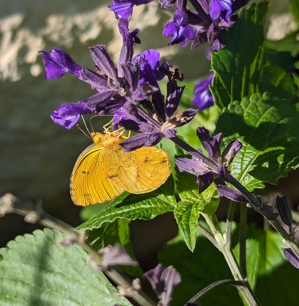 Sleepy Orange from Dripping Springs, TX 78620, USA on December 9, 2023 ...