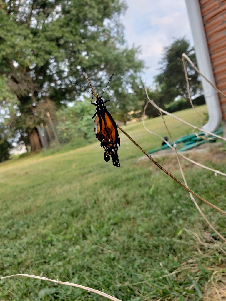 Monarch in September 2021 by leahlandon · iNaturalist