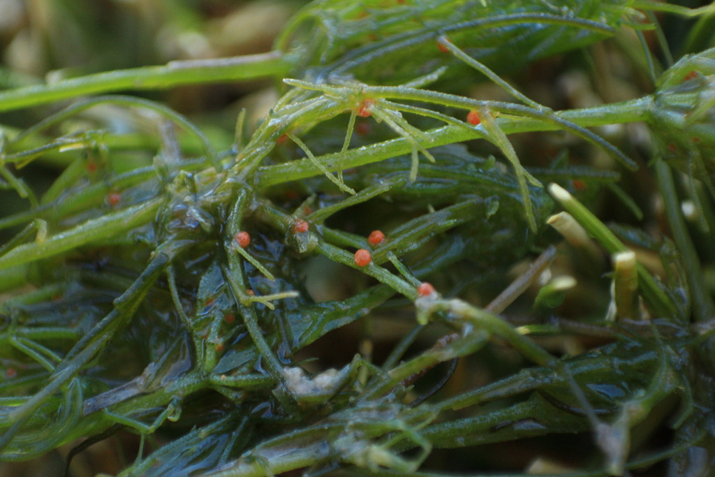 Chara vulgaris longibracteata from Copiapo, Atacama, Chile on December ...