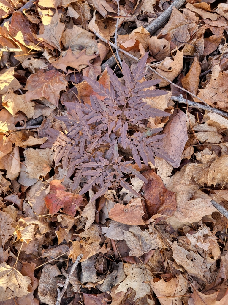 bronze fern from Washington Township, IN, USA on December 9, 2023 at 03 ...