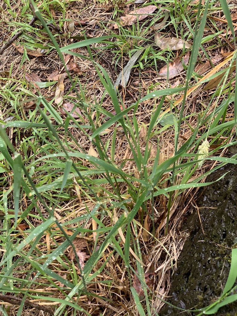 harding grass from Hall Reserve, Clifton Hill, VIC, AU on December 9 ...