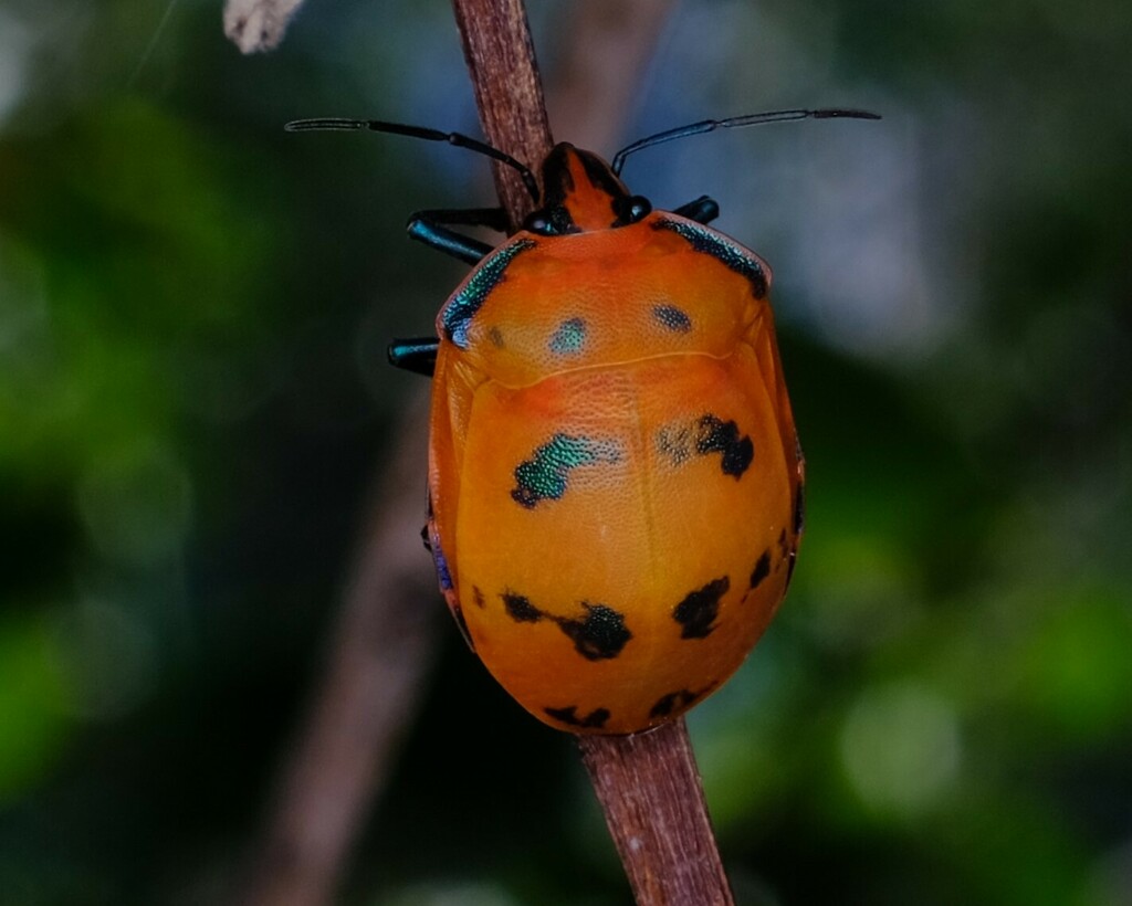Hibiscus Harlequin Bug from Sunshine Coast QLD, Australia on November ...