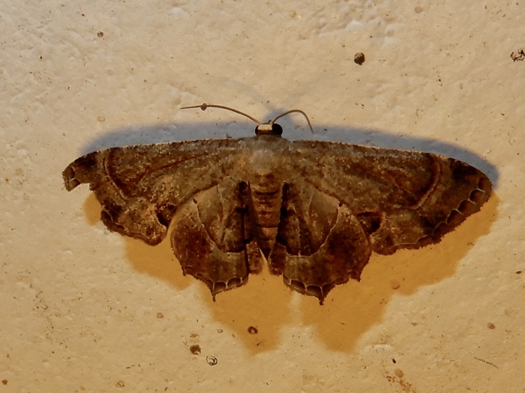 Phazaca theclata from Udumbanchola, Idukki, KL, IN on November 11, 2023 ...