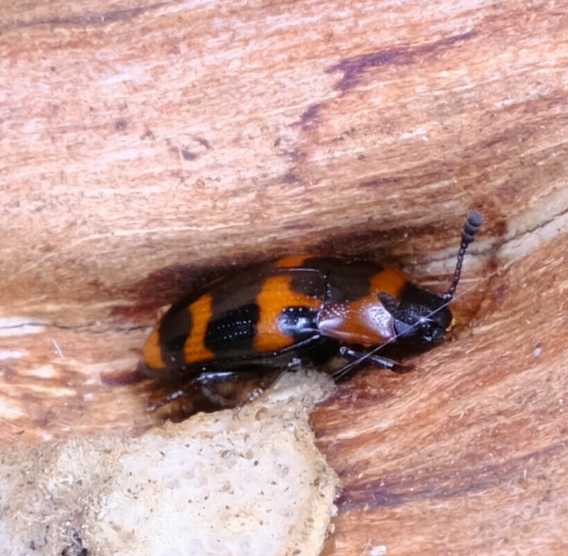 Episcaphula from Sunshine Coast QLD, Australia on November 23, 2023 at ...