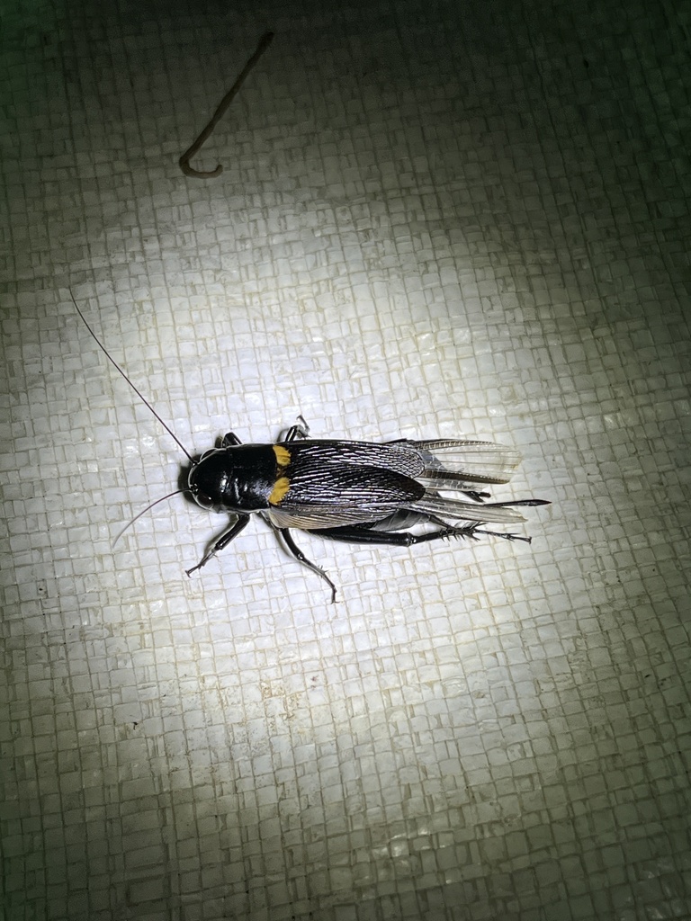 Southern Field Cricket in December 2023 by Nakatada Wachi · iNaturalist