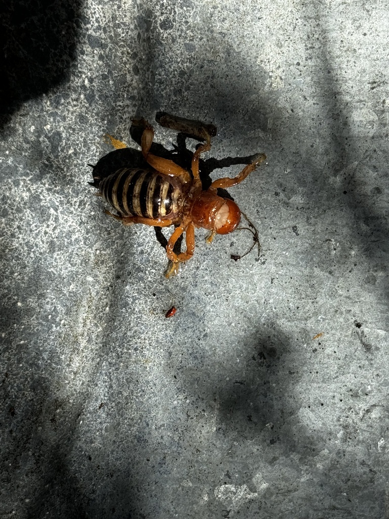 Jerusalem Crickets in December 2023 by GEMatt · iNaturalist