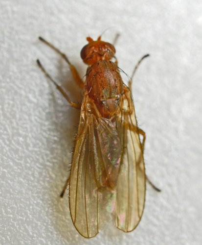 Suillia vaginata · iNaturalist Ecuador