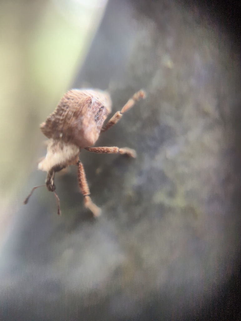 Wild Passionfruit Weevil from Wingecarribee, Morton, AU-NS, AU on ...