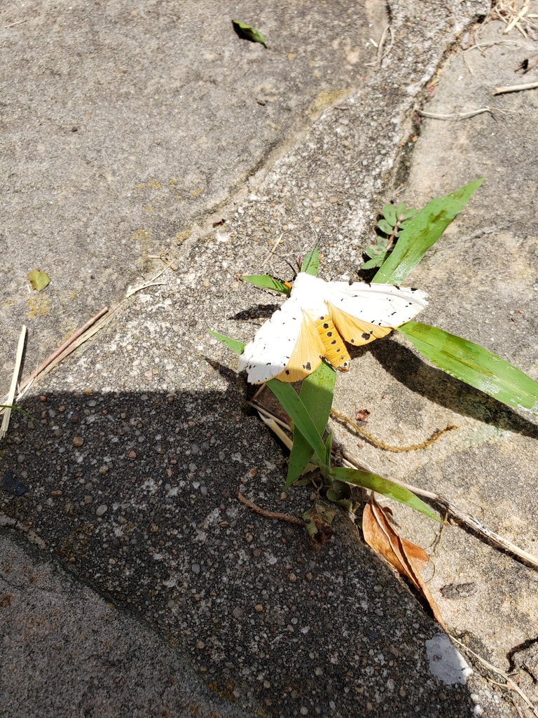 Salt Marsh Moth in June 2020 by leahlandon · iNaturalist