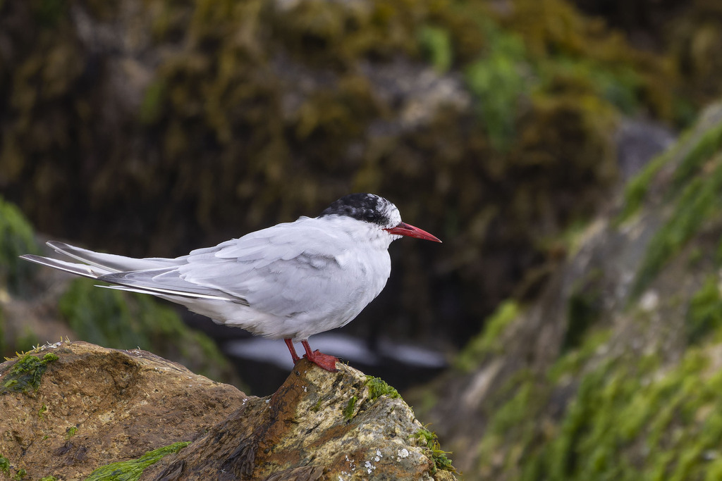 New Zealand Antarctic Tern in December 2023 by Oscar Thomas · iNaturalist