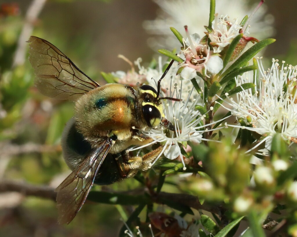 Large Carpenter Bees from Sydney NSW, Australia on October 30, 2023 at ...