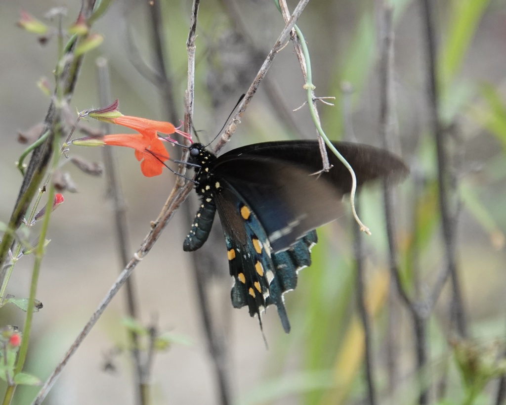 Pipevine Swallowtail from San Patricio County, TX, USA on December 9 ...