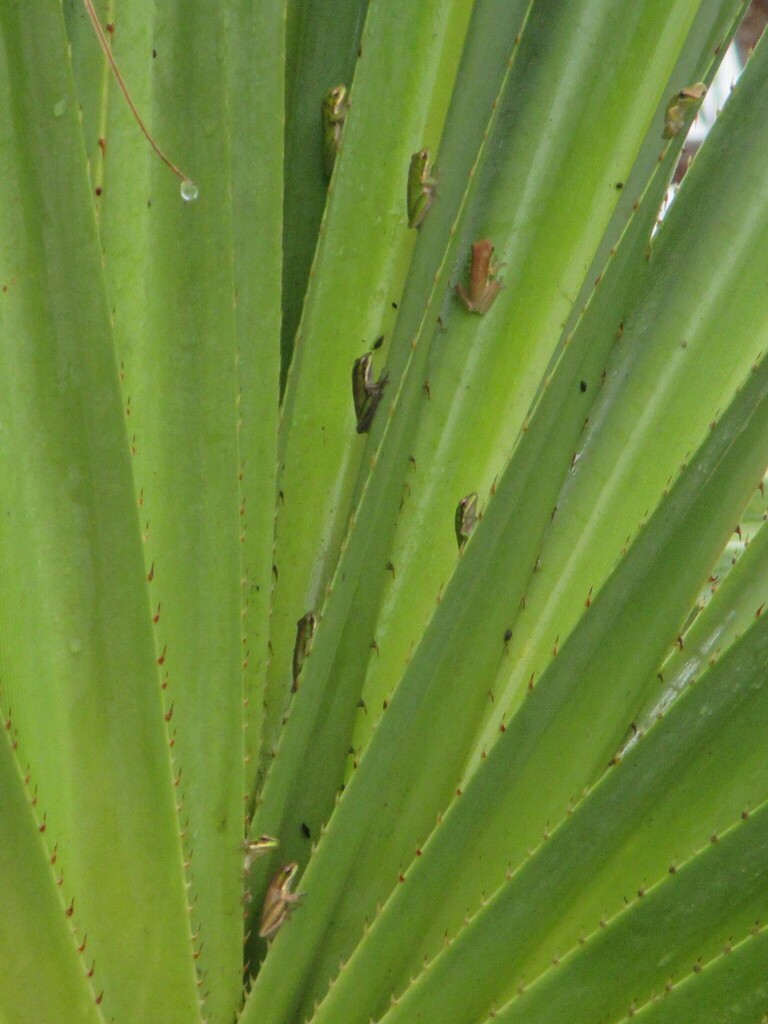 Litoria fallax-bicolor complex from Townsville QLD, Australia on ...