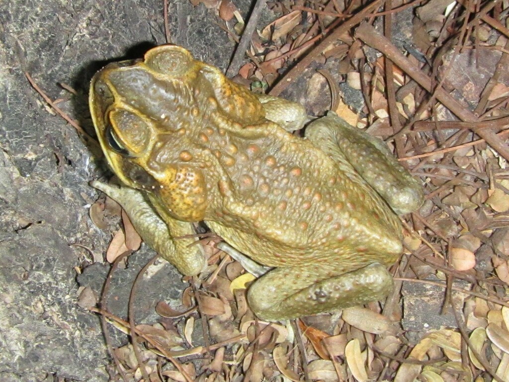 Cane Toad from Townsville QLD, Australia on September 19, 2018 at 08:06 ...