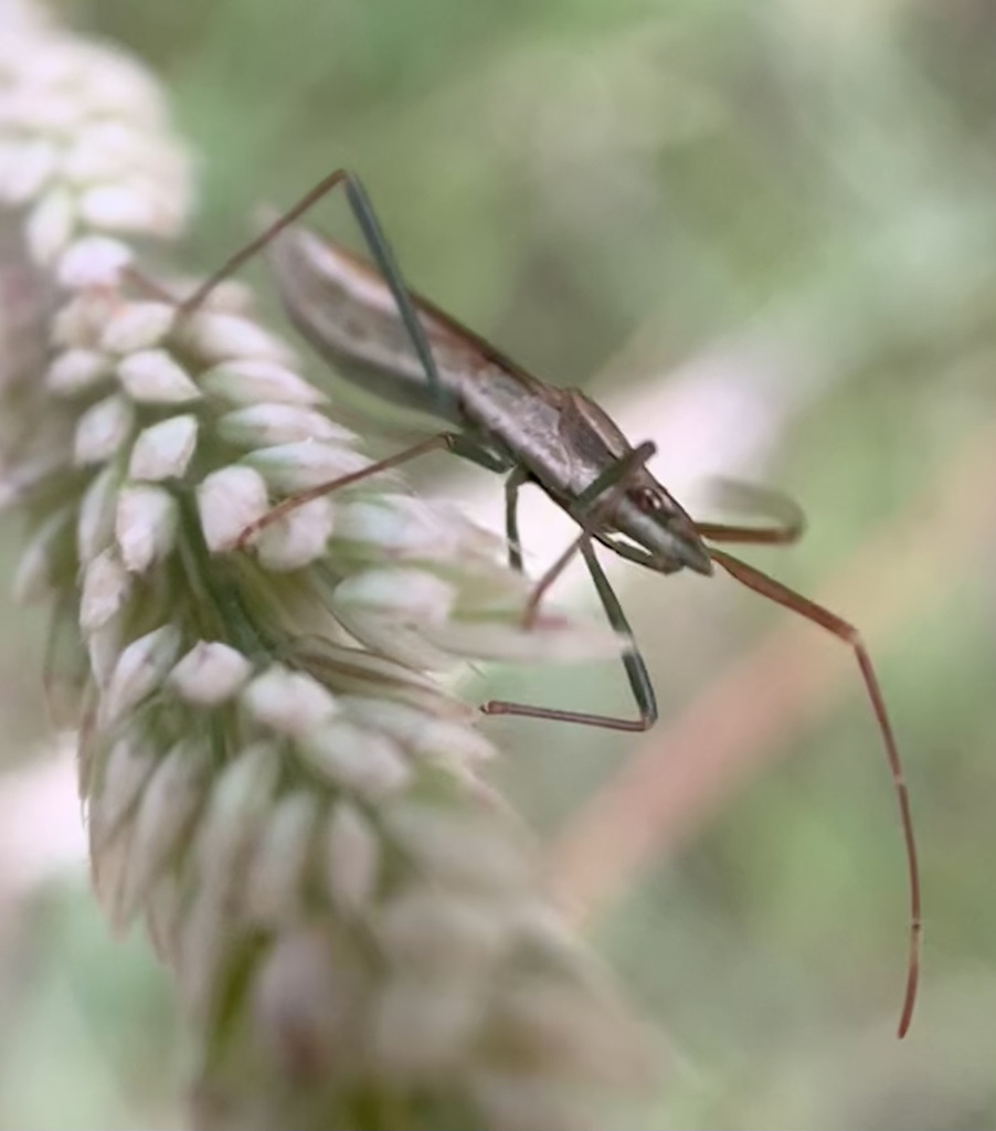 Long Broad-headed Bug from Cherry Gardens SA 5157, Australia on ...