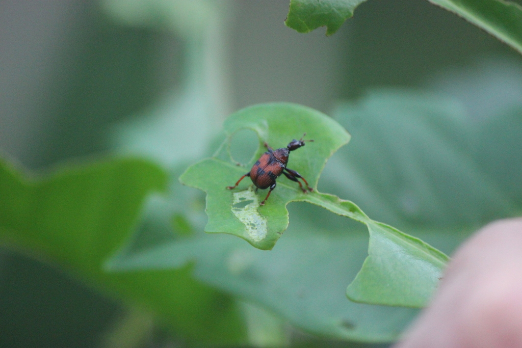 Strigapoderus javanicus from Gianyar Regency, Bali, Indonesia on ...