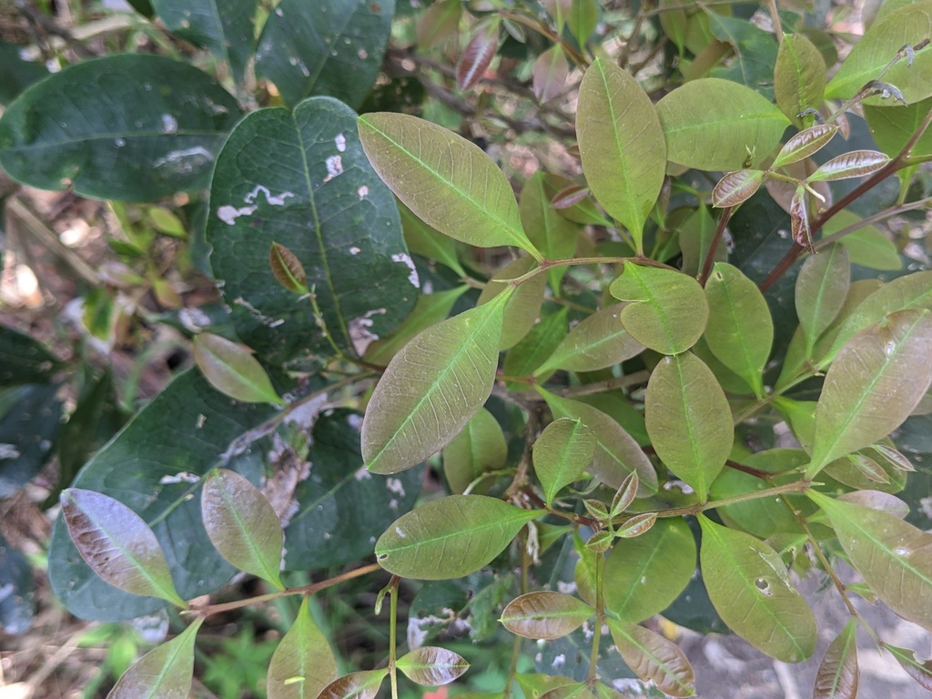 Guioa from Hyland Park NSW 2448, Australia on November 26, 2023 at 12:01 PM by Nathanael Green ...