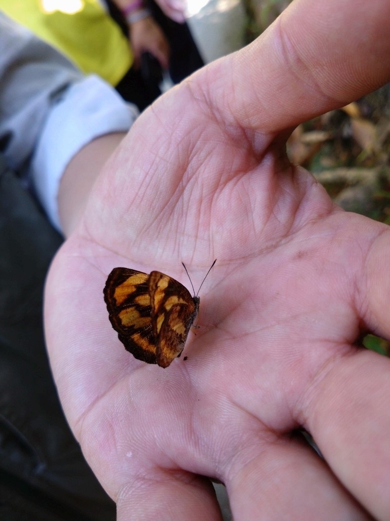 Common Lascar from 臺灣島, 林內鄉, YUN, TW on December 9, 2023 at 10:02 PM by ...