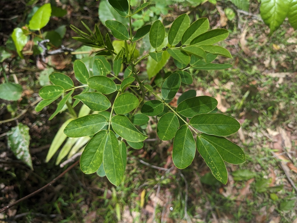 Christmas Senna from Valla Beach NSW 2448, Australia on November 26 ...