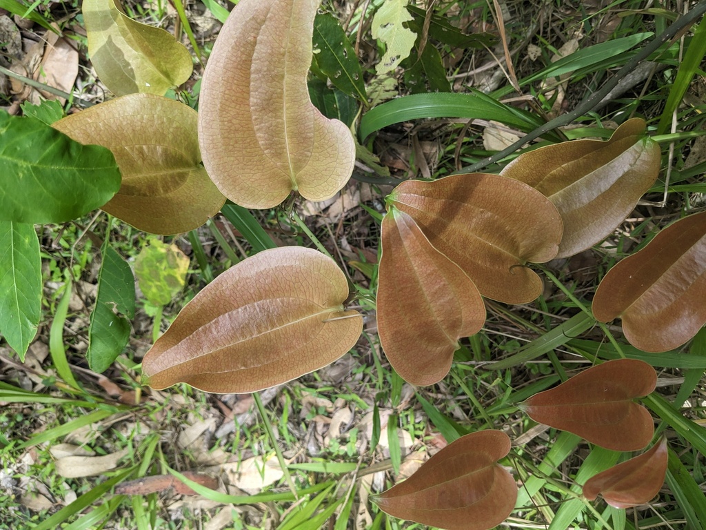Austral Sarsaparilla from Hyland Park NSW 2448, Australia on November 26, 2023 at 12:04 PM by ...