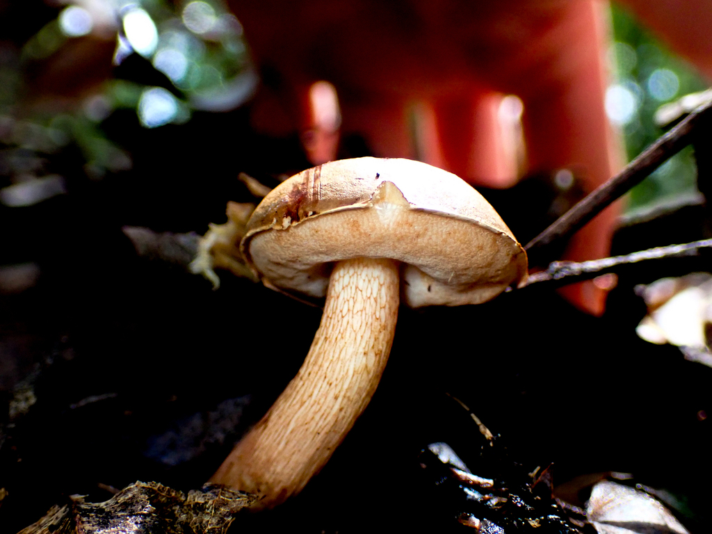 Tylopilus from Strickland State Forest, Somersby NSW, Australia on ...