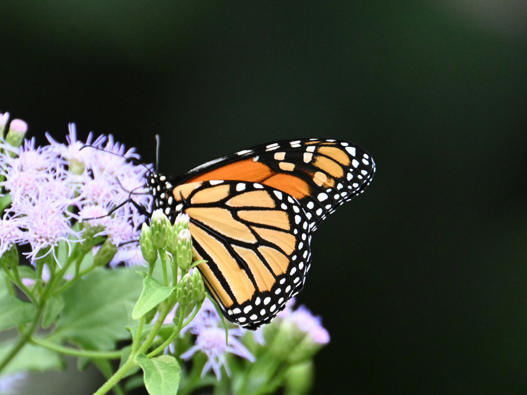 Monarch from Tarrytown, Austin, TX 78703, USA on November 20, 2023 at ...