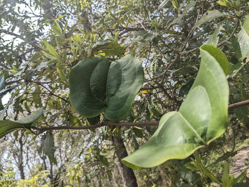 Austral Sarsaparilla from Hyland Park NSW 2448, Australia on November 26, 2023 at 12:05 PM by ...