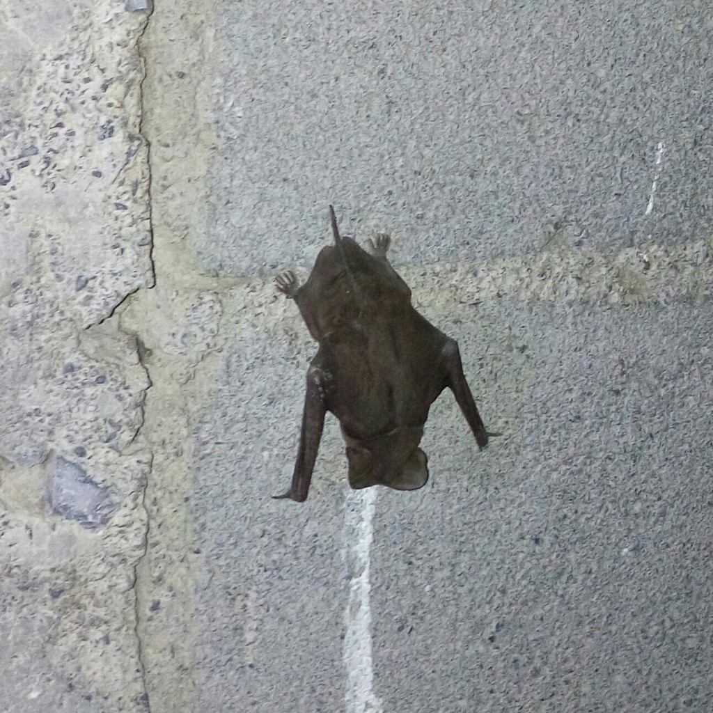 Free-tailed Bats from Rio la silla guadalupe nuevo leon on April 17 ...