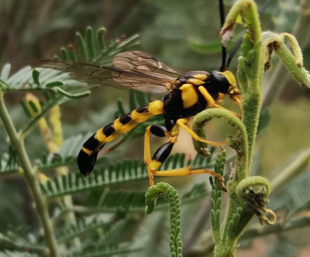 Metopius from St Andrews VIC 3761, Australia on December 10, 2023 at 03 ...