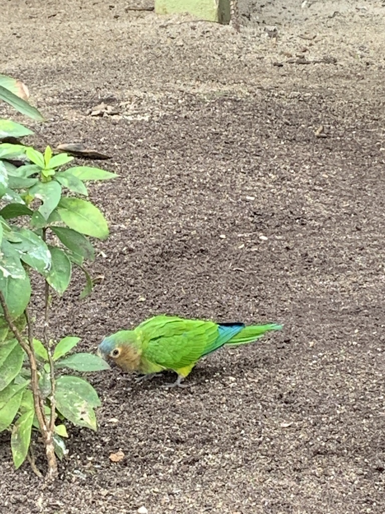 New World and African Parrots from Adelaide, AU-SA, AU on July 3, 2023 ...