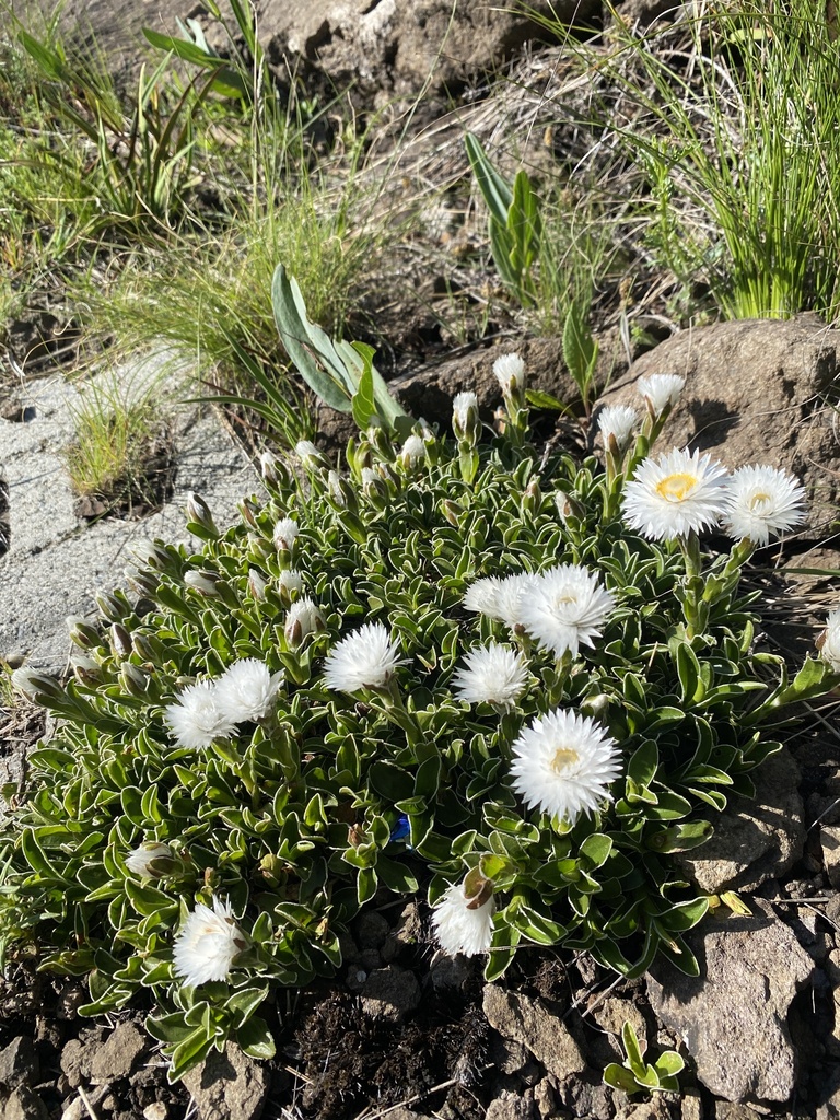 Helichrysum marginatum from Maluti A Phofung, Qwa-Qwa, FS, ZA on ...